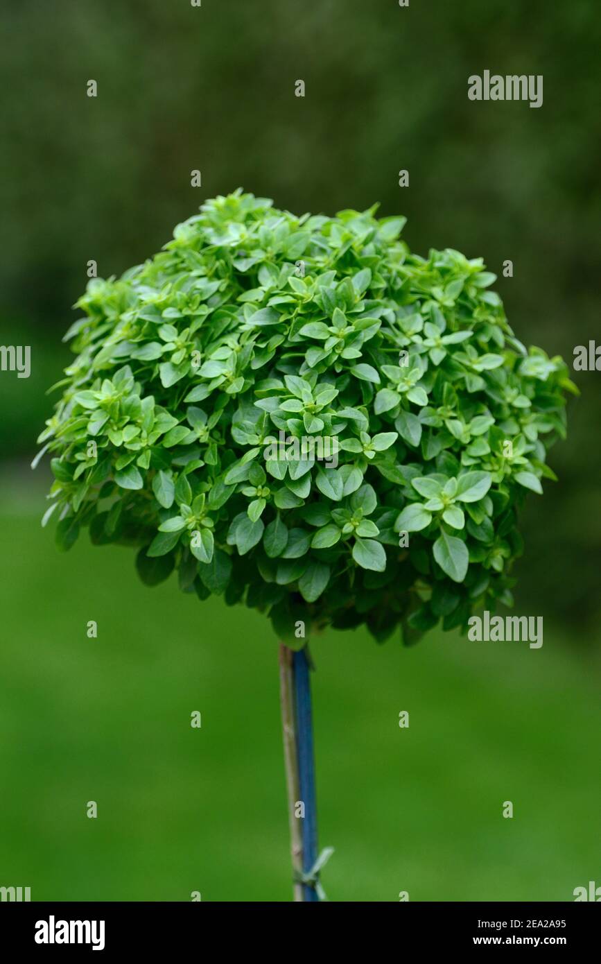 Greek Basil ( Ocimum basilicum) "Basil Tree", mini trunk Stock Photo ...