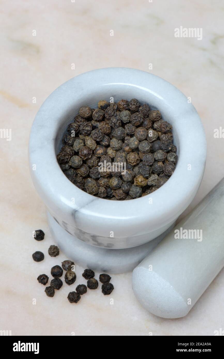 Tellicherry black pepper hi-res stock photography and images - Alamy