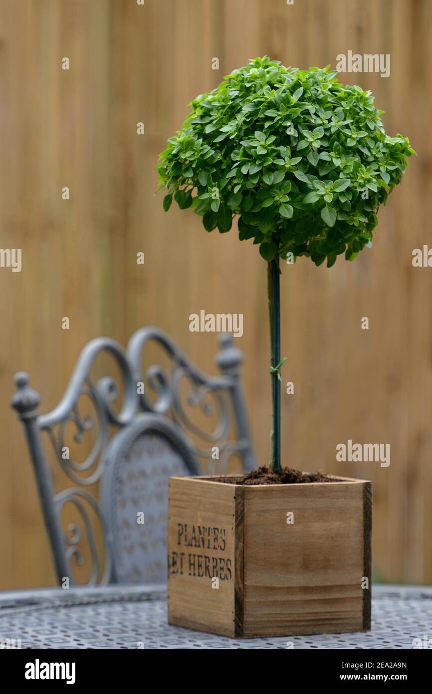 Greek pot plant hi-res stock photography and images - Alamy