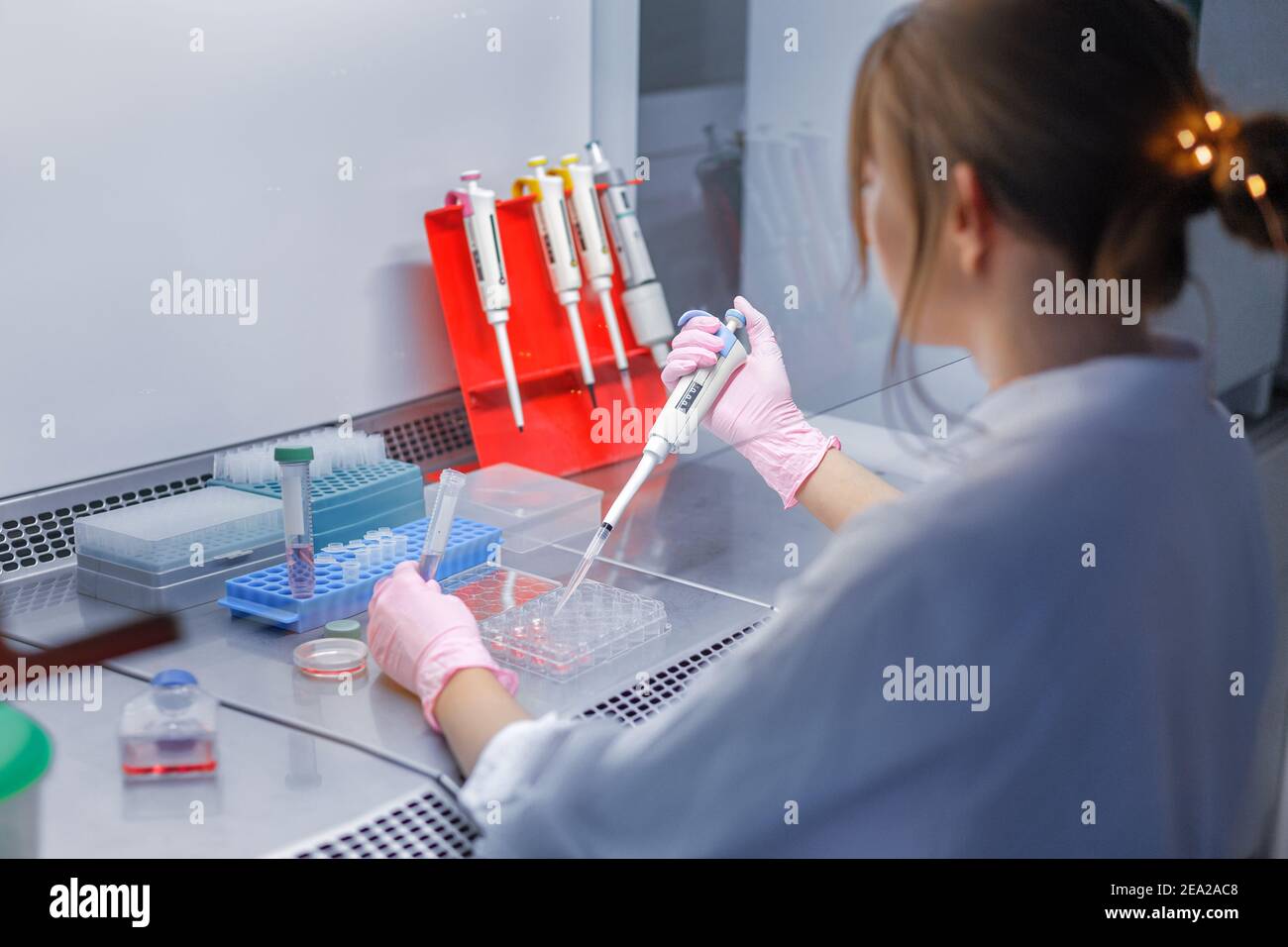 Specialist scientist holds beaker with red liquid and conducts PCR ...