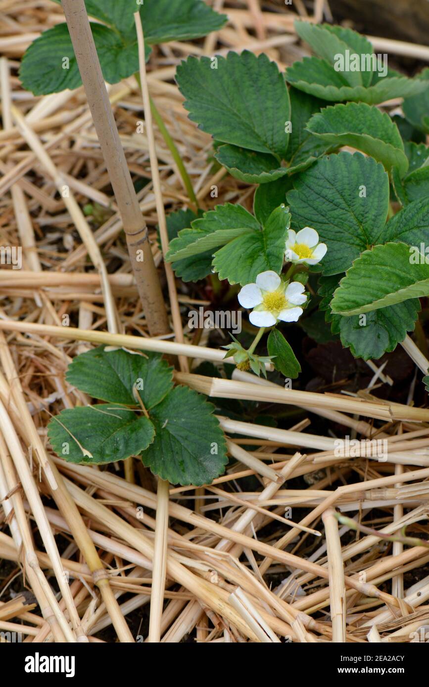 Strawberry plant with straw base, strawberry cultivation ( Fragaria) sp ...