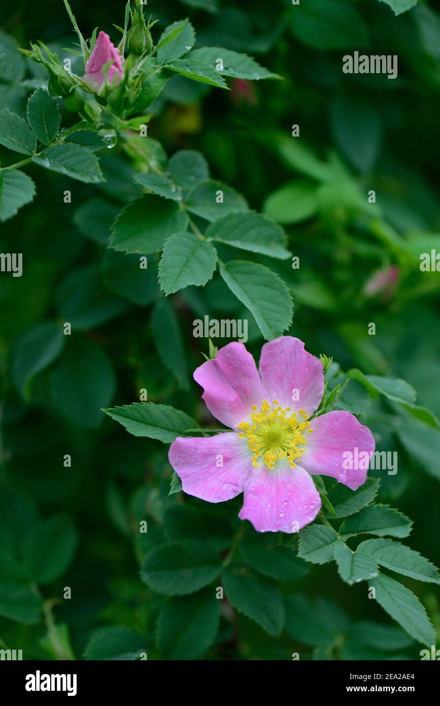 Dog Rose (Rosa canina Stock Photo - Alamy