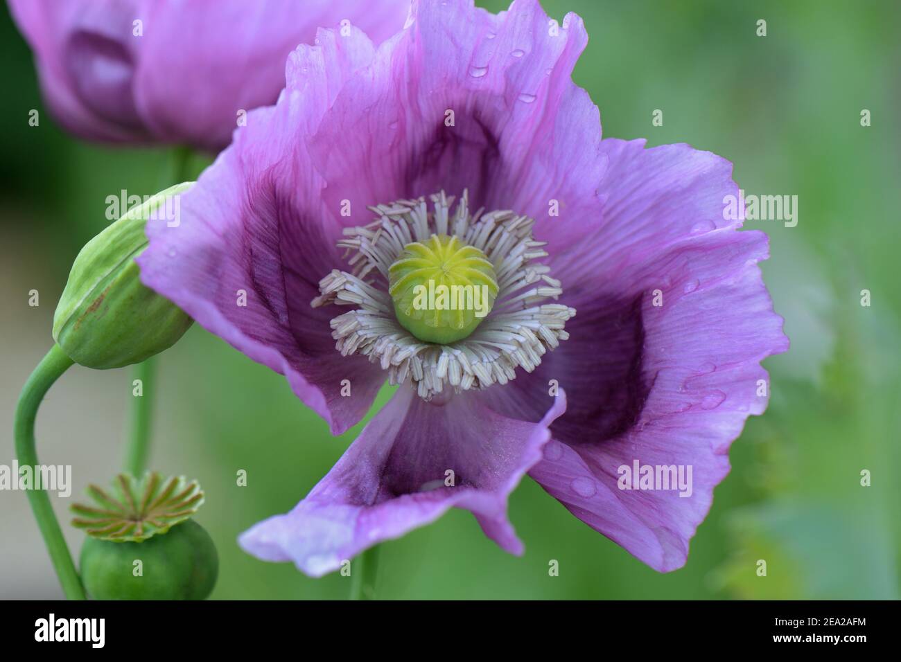 Opium Poppy (Papaver somniferum Stock Photo - Alamy