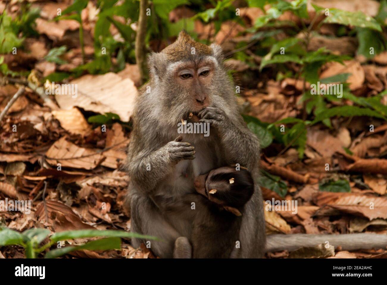 A female long-tailed macaque (macaca fascicularis) is breastfeeding her ...