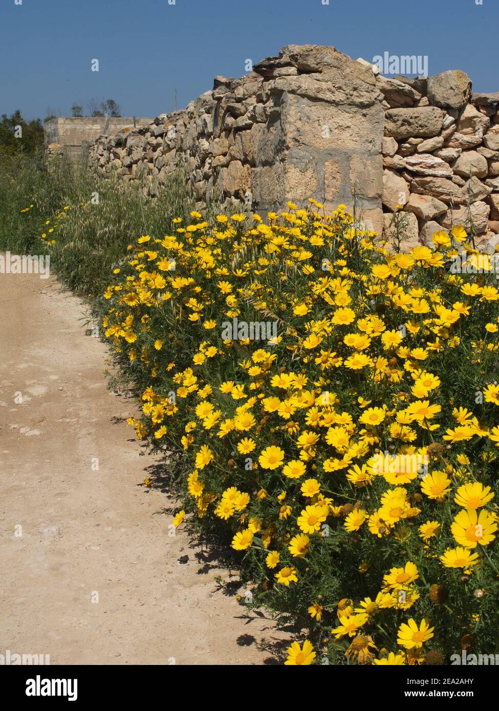Roadside Crown Daisy (Crisanthemum coronarium) on Malta Stock Photo - Alamy