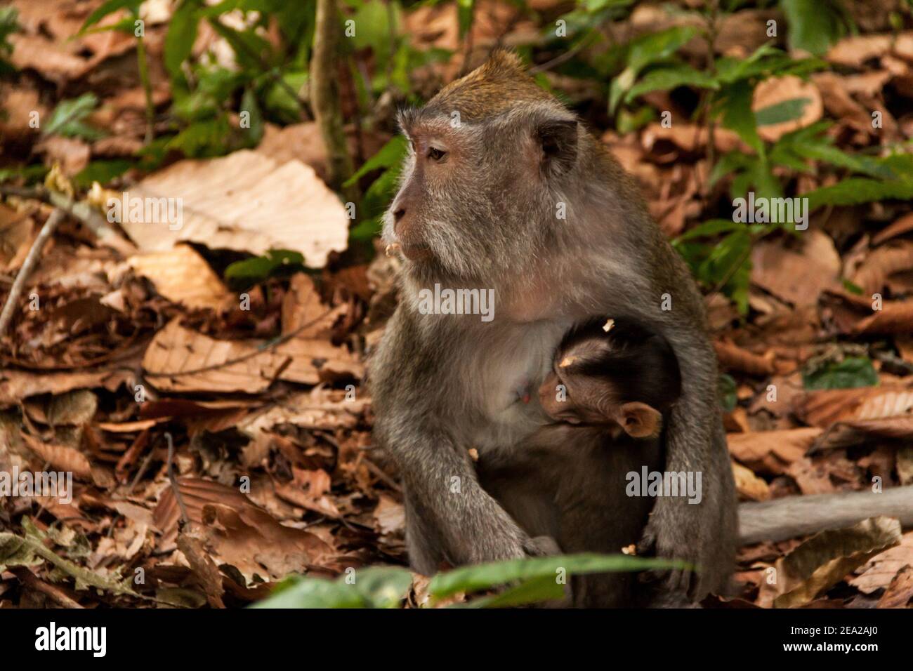 A female long-tailed macaque monkey (macaca fascicularis) holding her ...