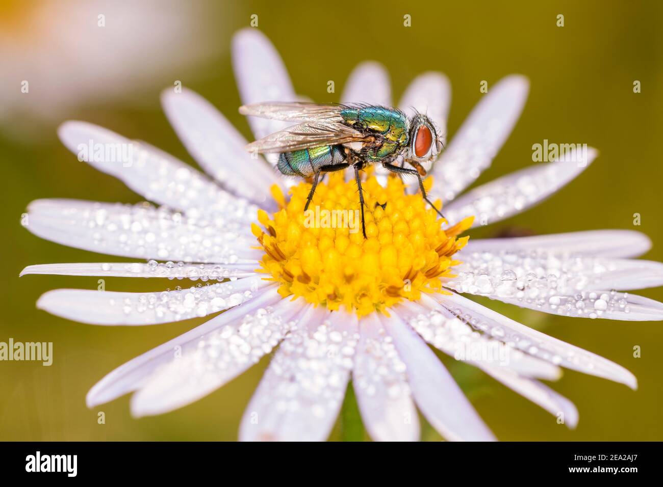 Biodiversity Ecosystem Animals High Resolution Stock Photography and ...