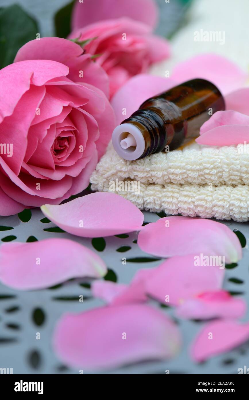 Rose Oil Bottle And Rose Petals Rose Oil Stock Photo Alamy rose-oil-bottle-and-rose-petals-rose-oil-stock-photo-alamy