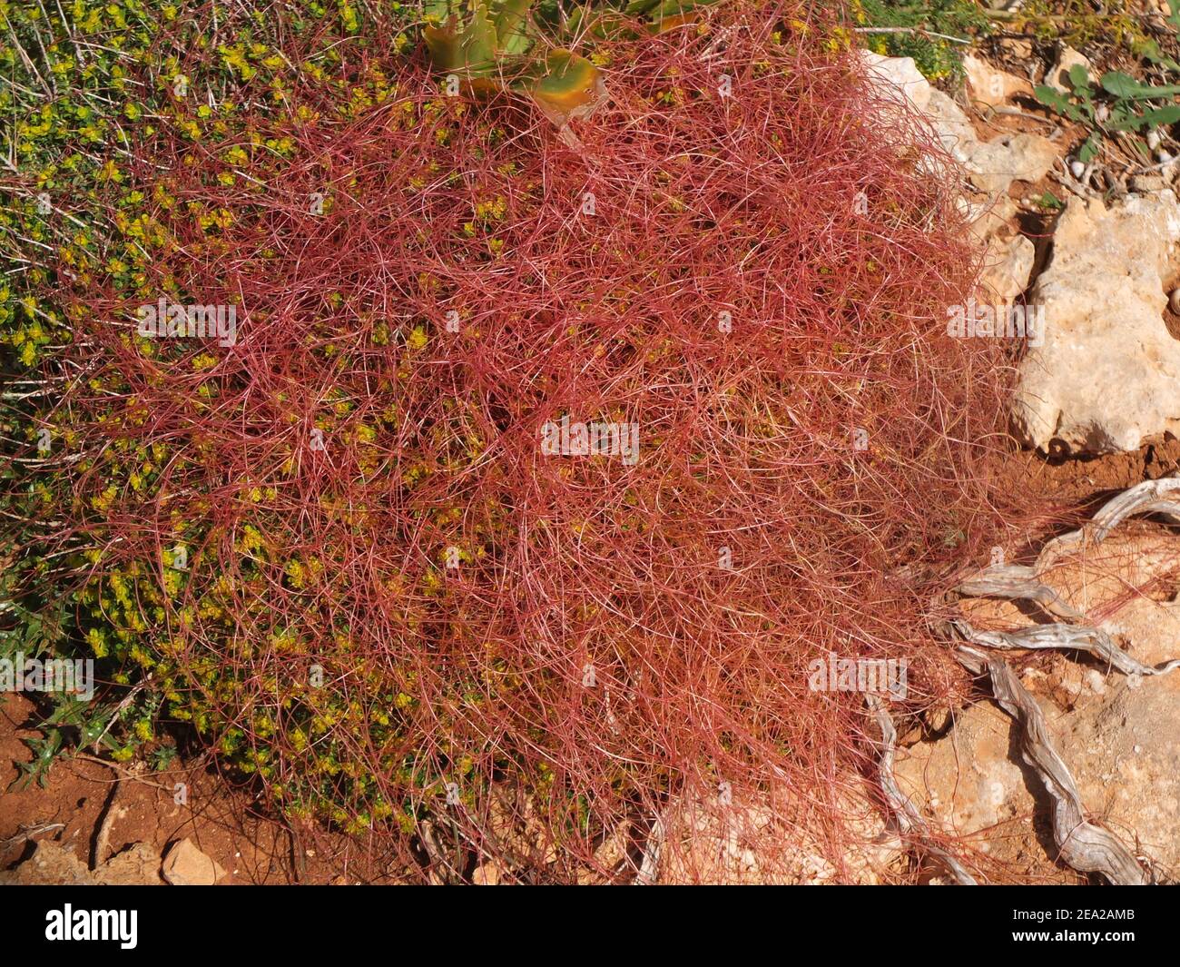Red Dodder(Cuscuta epithymum) is a common parasite on Mediterrranean ...