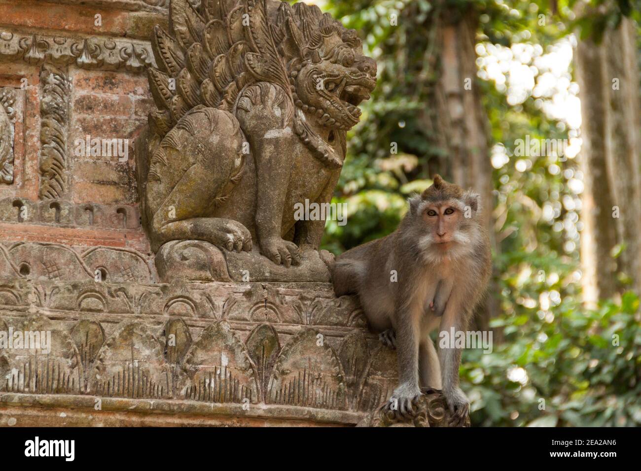 Monkey in my arms hi-res stock photography and images - Alamy