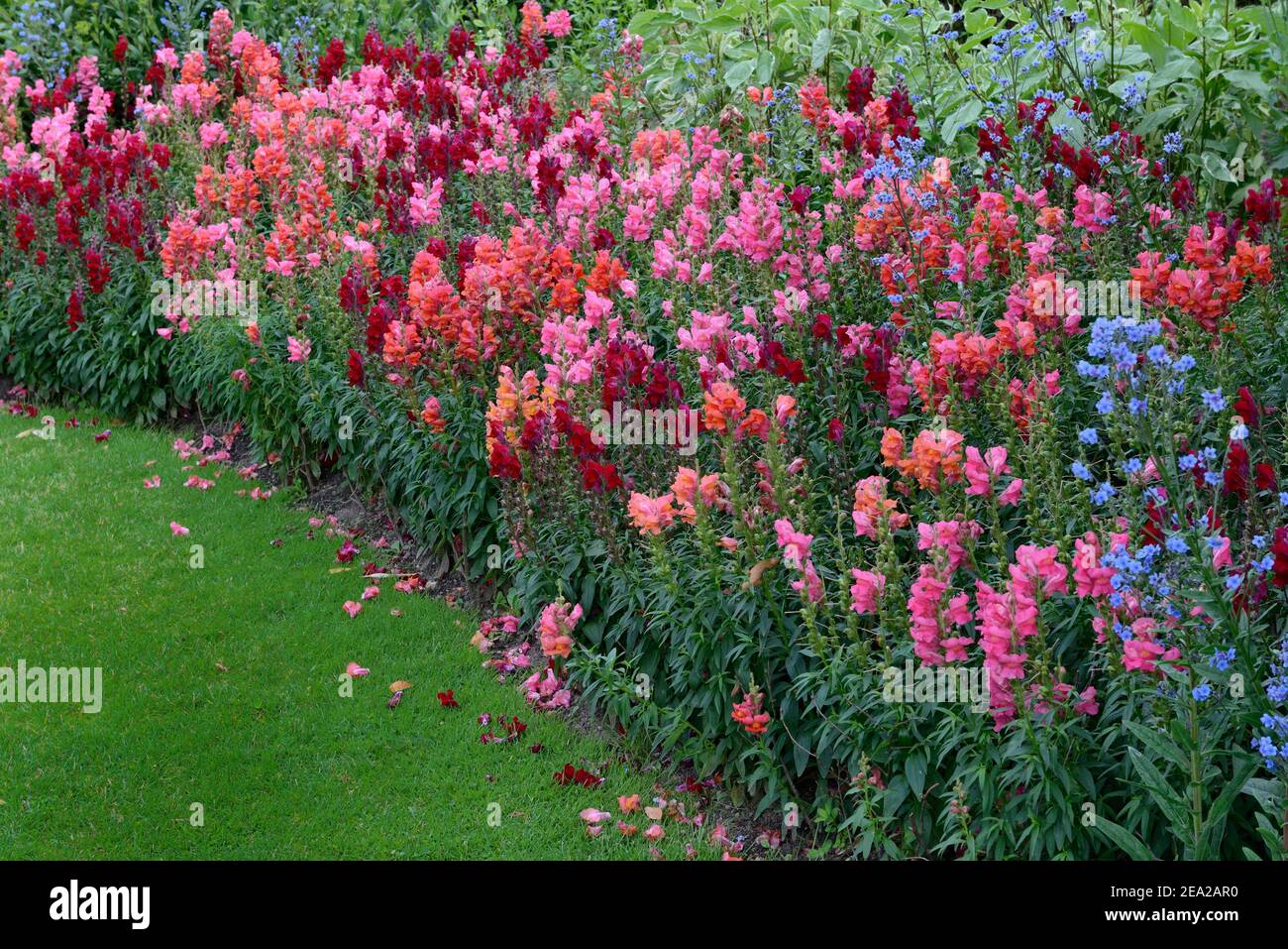 Snapdragon bed hi-res stock photography and images - Alamy