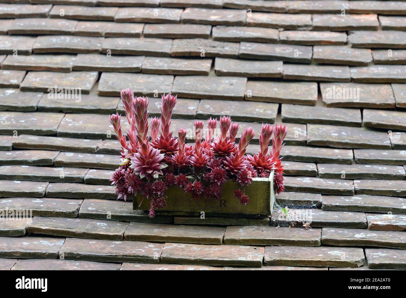 Houseleek ( Sempervivum) on the roof of a house Stock Photo - Alamy