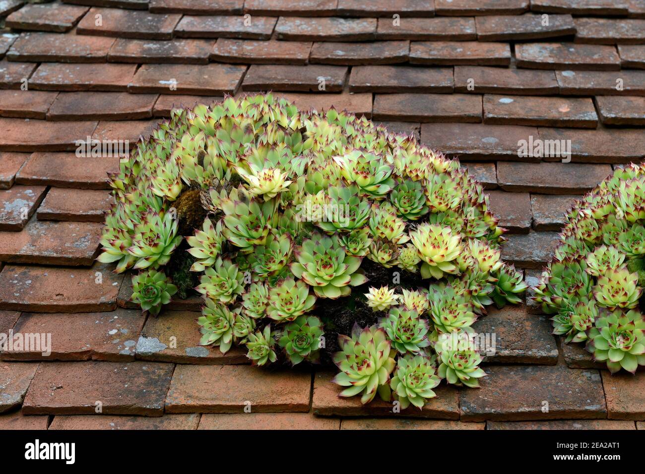 Houseleek ( Sempervivum) on the roof of a house Stock Photo - Alamy