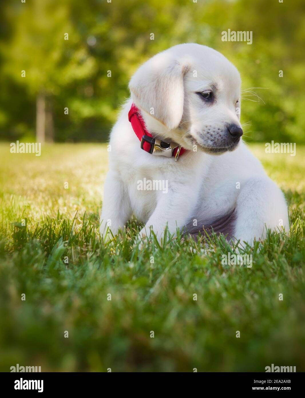 Yellow Lab Puppy Sitting