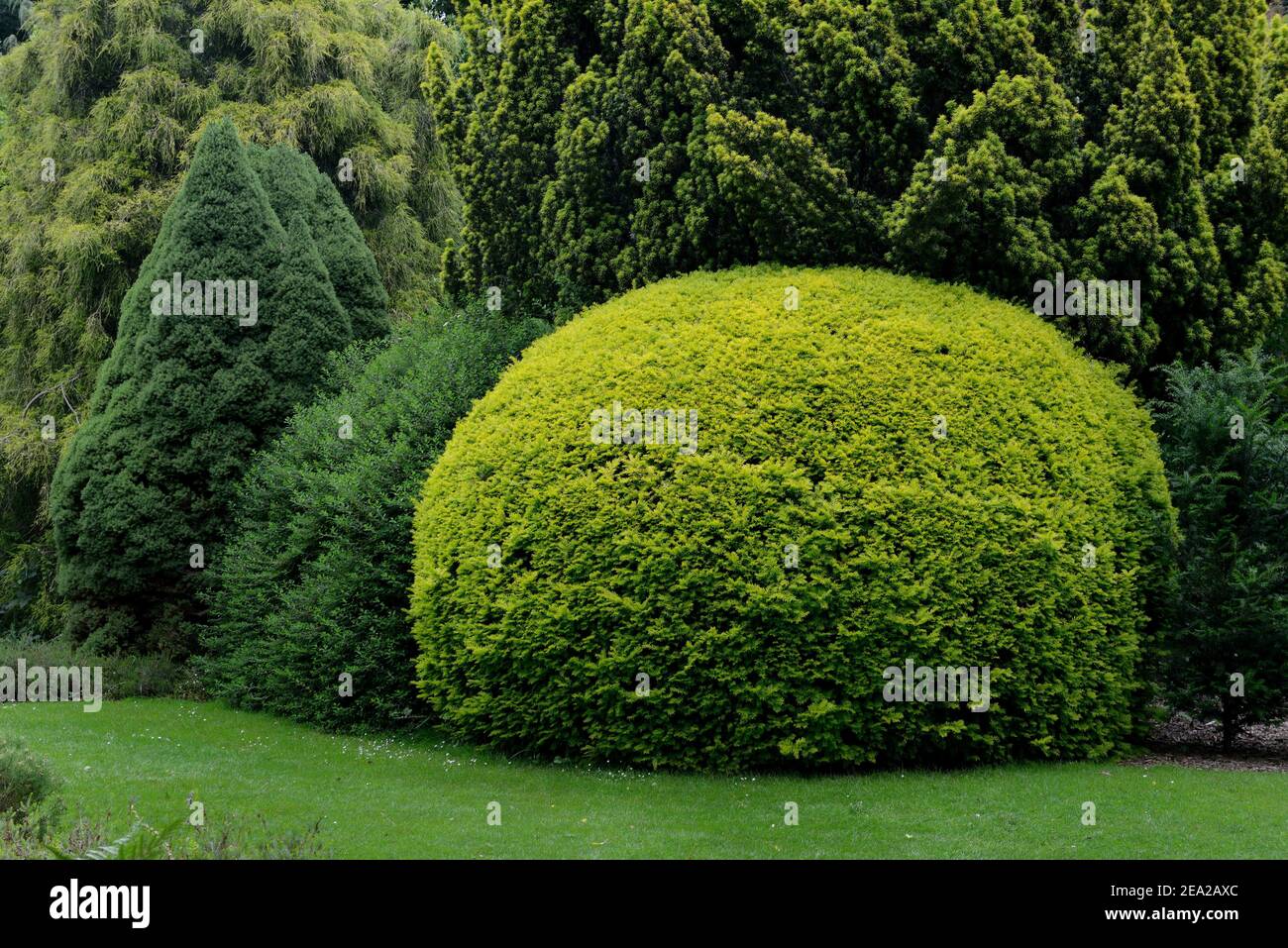 Yew topiary taxus baccata hi-res stock photography and images - Alamy