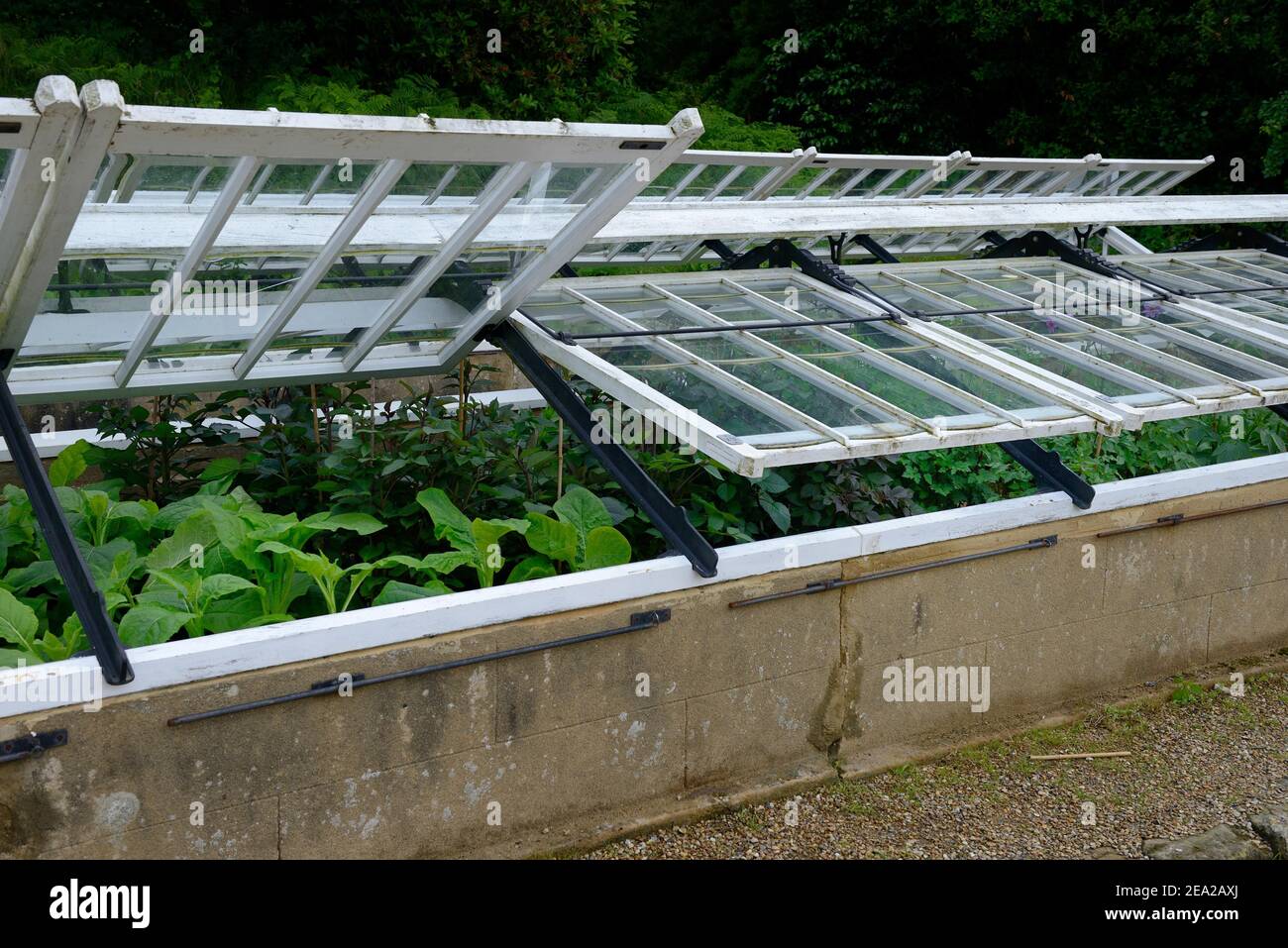 Greenhouse, variously wide open, England, Great Britain Stock Photo - Alamy
