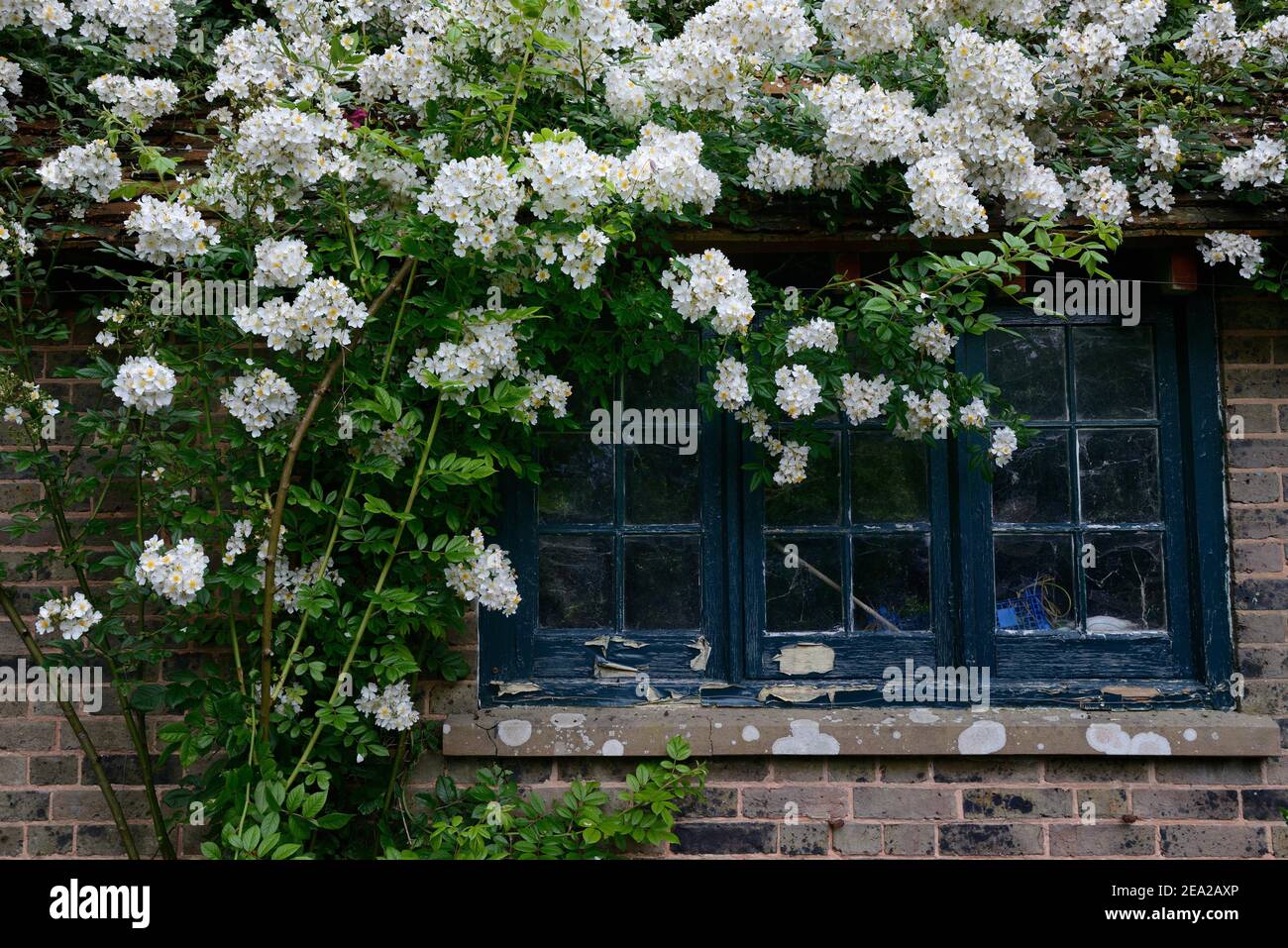 Climbing rose house hi-res stock photography and images - Alamy
