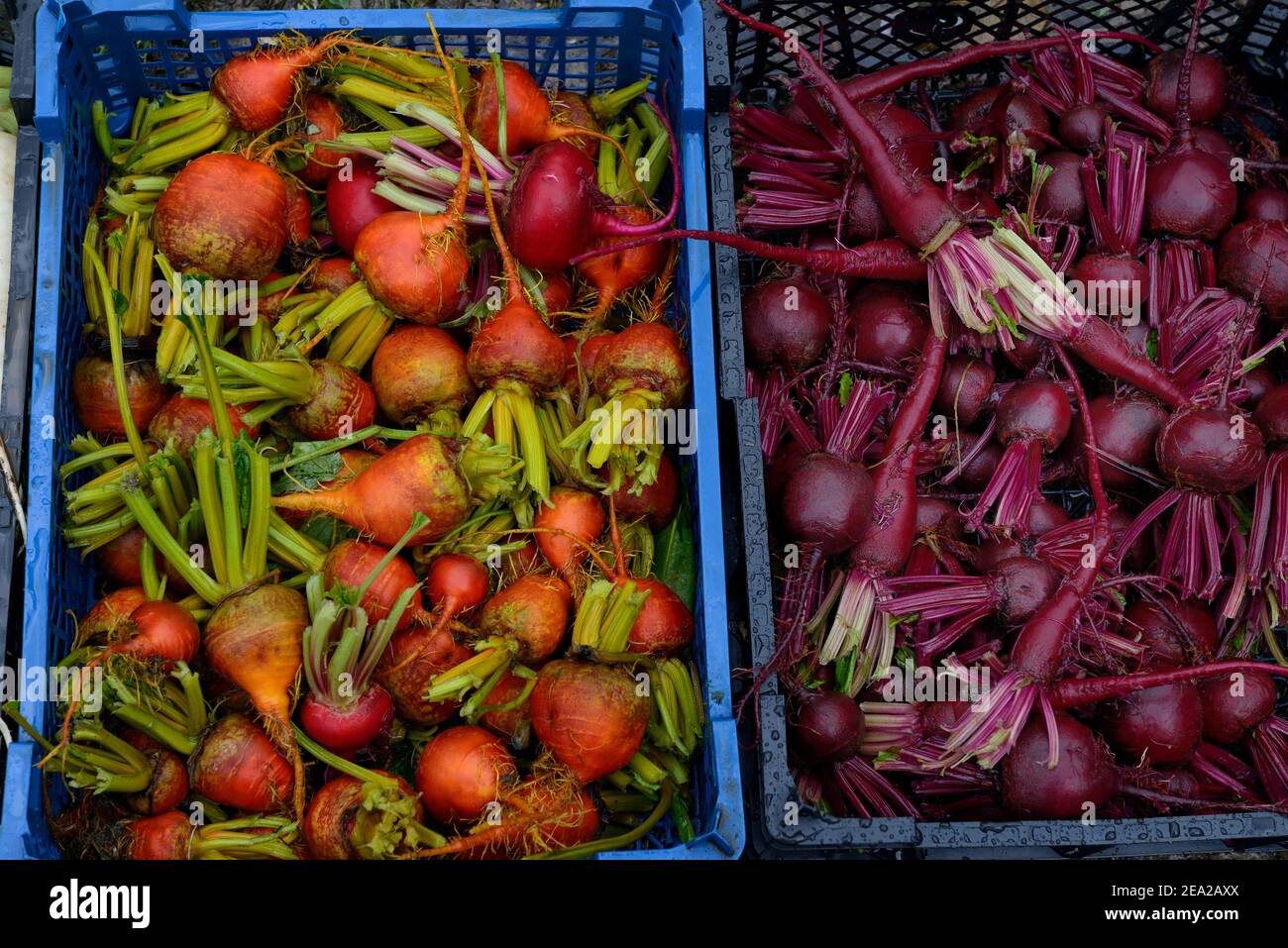 Beetroot, red and yellow beet, freshly harvested, organic Stock Photo ...