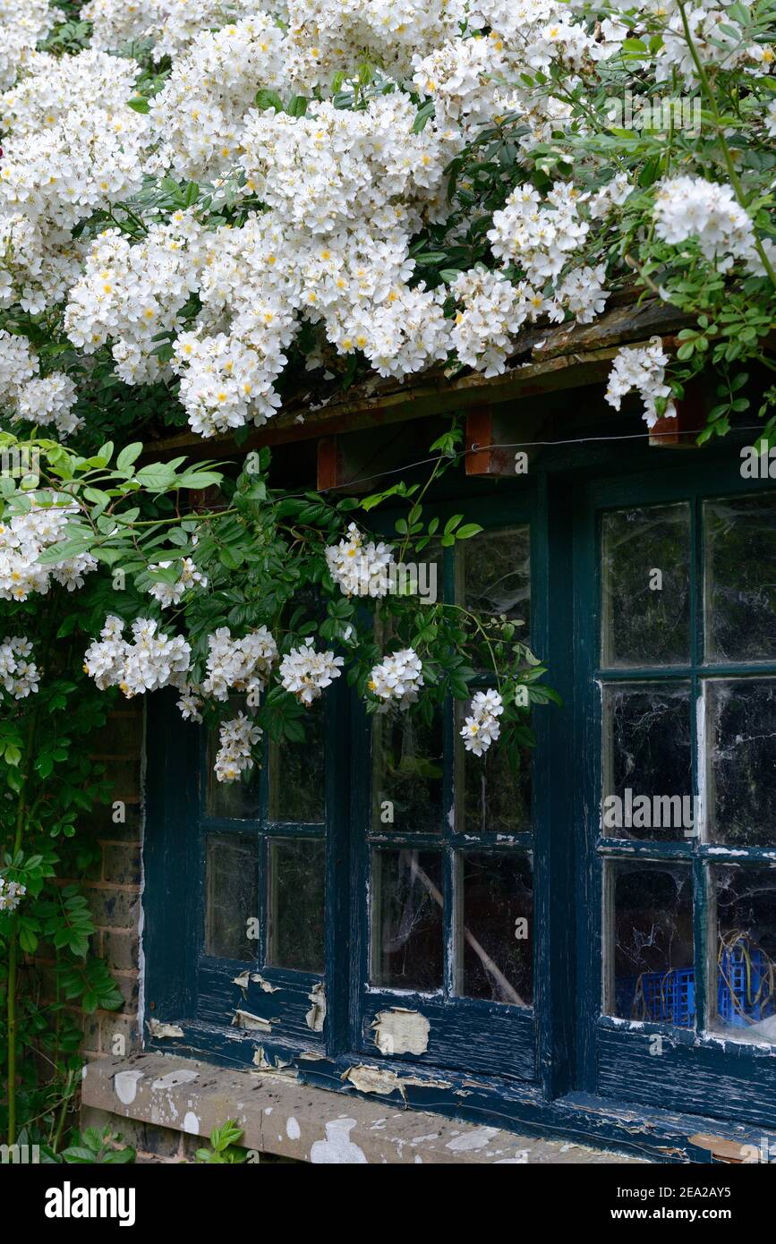 White climbing rose on house with old window Stock Photo - Alamy