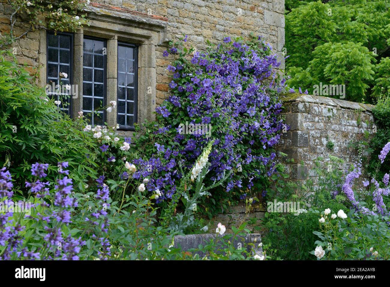 Clematis climbing wall flower hi-res stock photography and images - Alamy