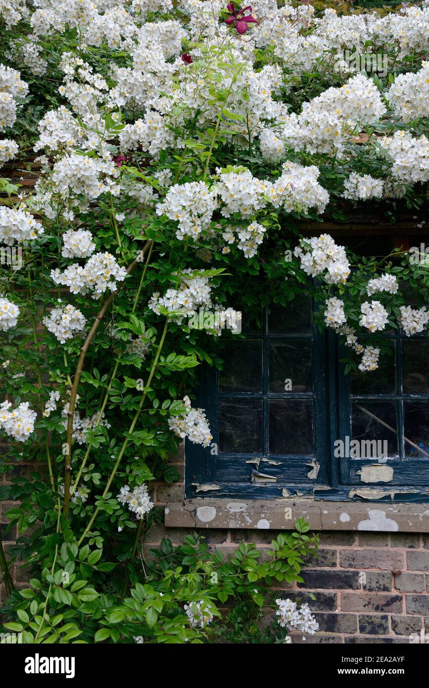 Climbing rose house hi-res stock photography and images - Alamy