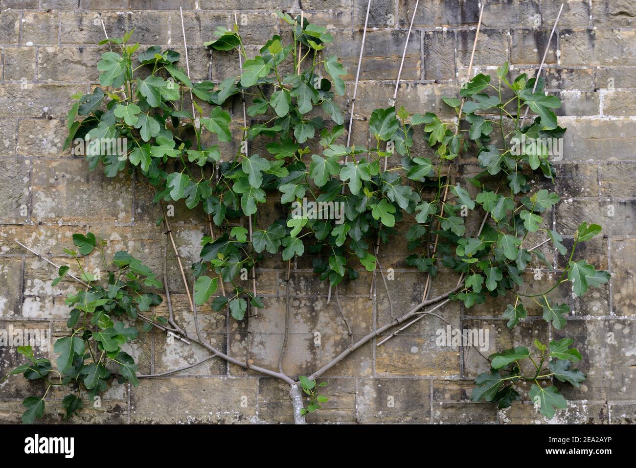 Fig tree pulled against the wall as a trellis, Common fig ( Ficus ...