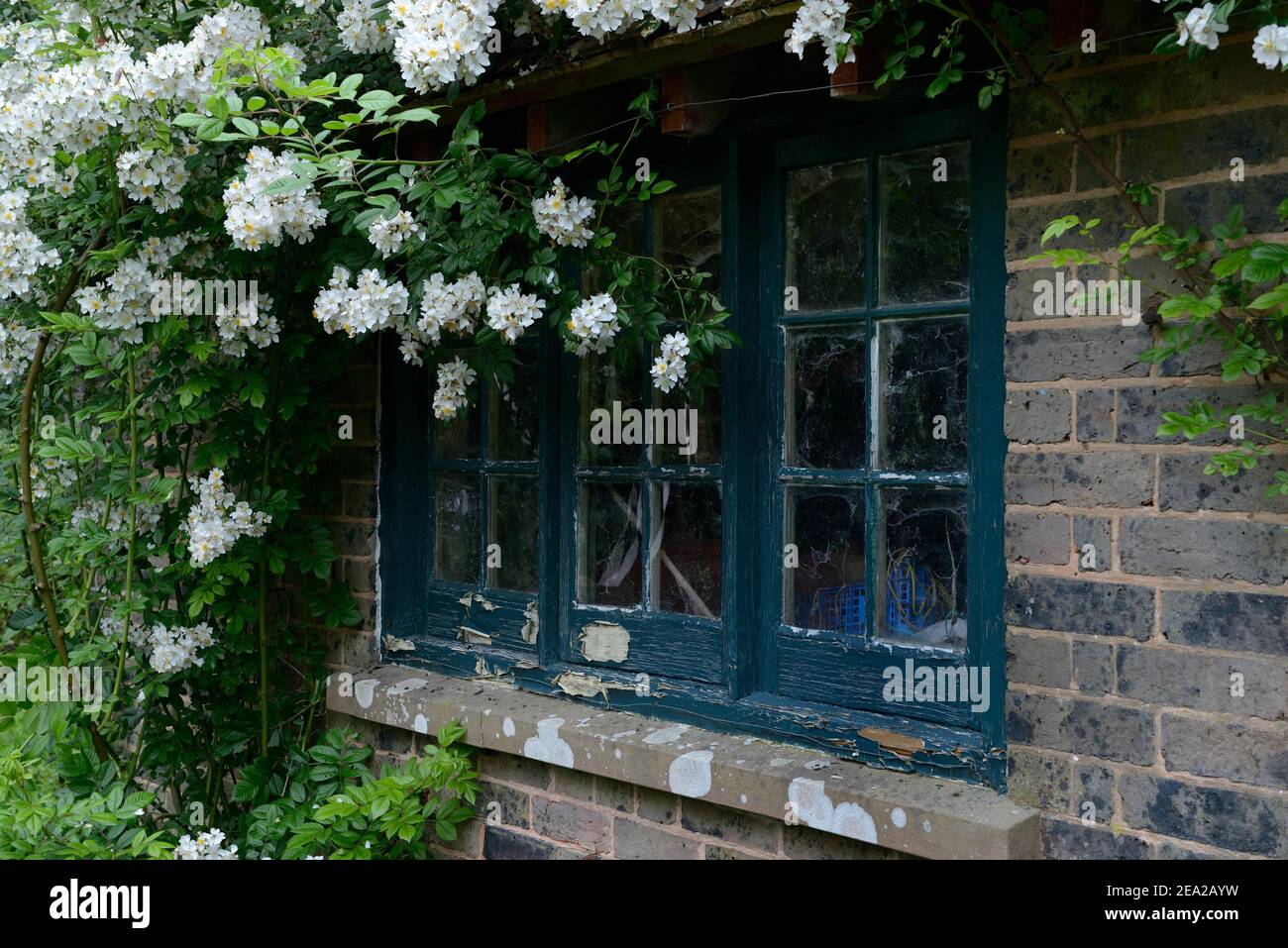 Climbing rose house hi-res stock photography and images - Alamy
