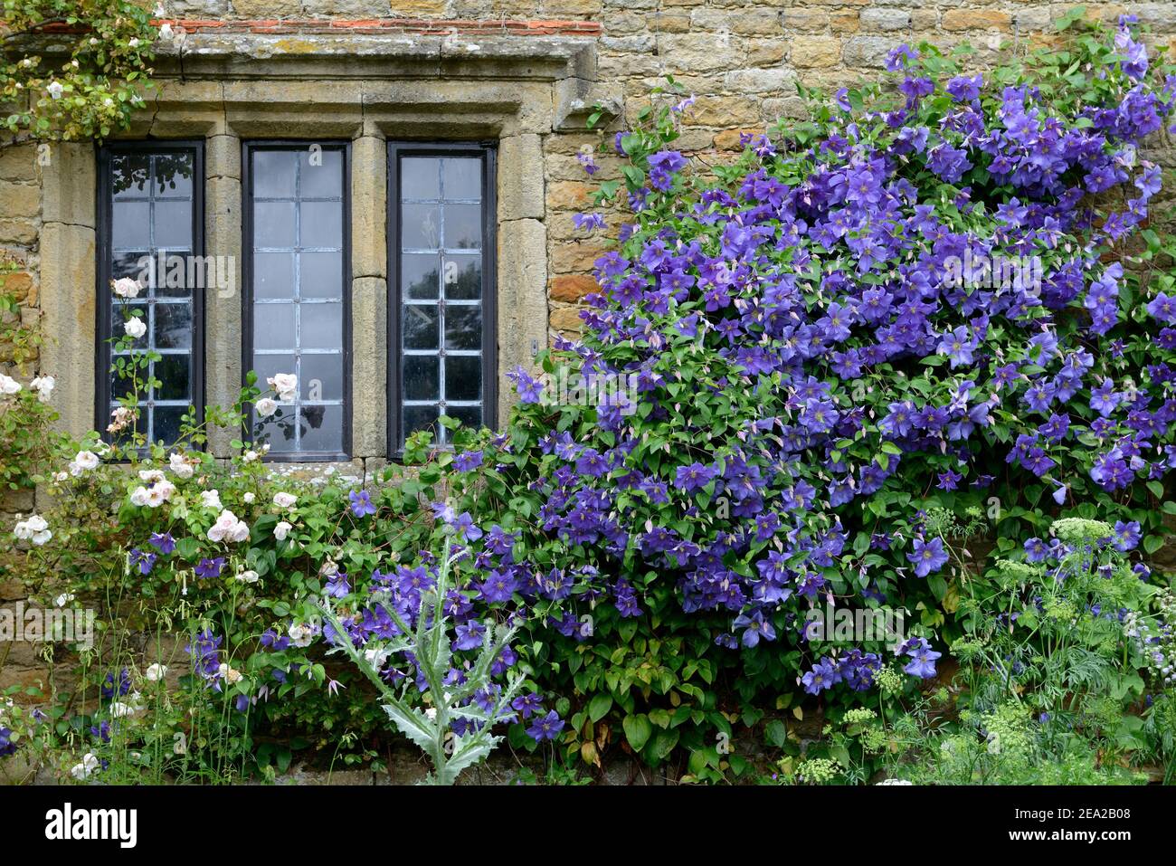 Clematis climbing wall flower hi-res stock photography and images - Alamy