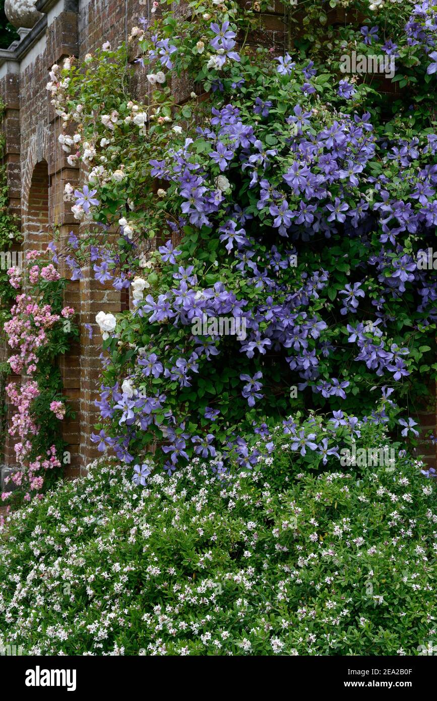 Clematis climbing wall flower hi-res stock photography and images - Alamy