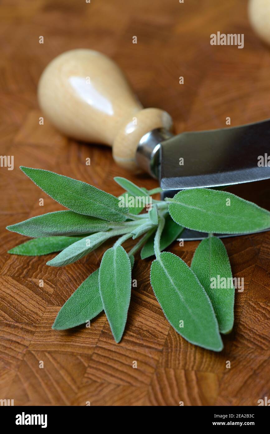 Sage leaves (Salvia officinalis) and chopping knife Stock Photo - Alamy