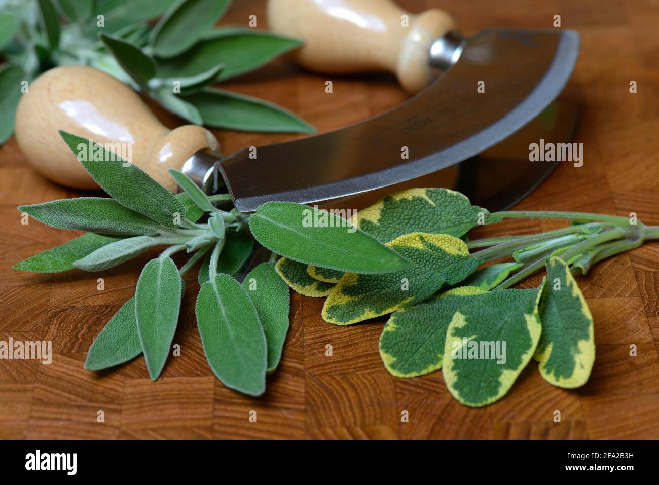 Sage leaves (Salvia officinalis) and chopping knife Stock Photo - Alamy