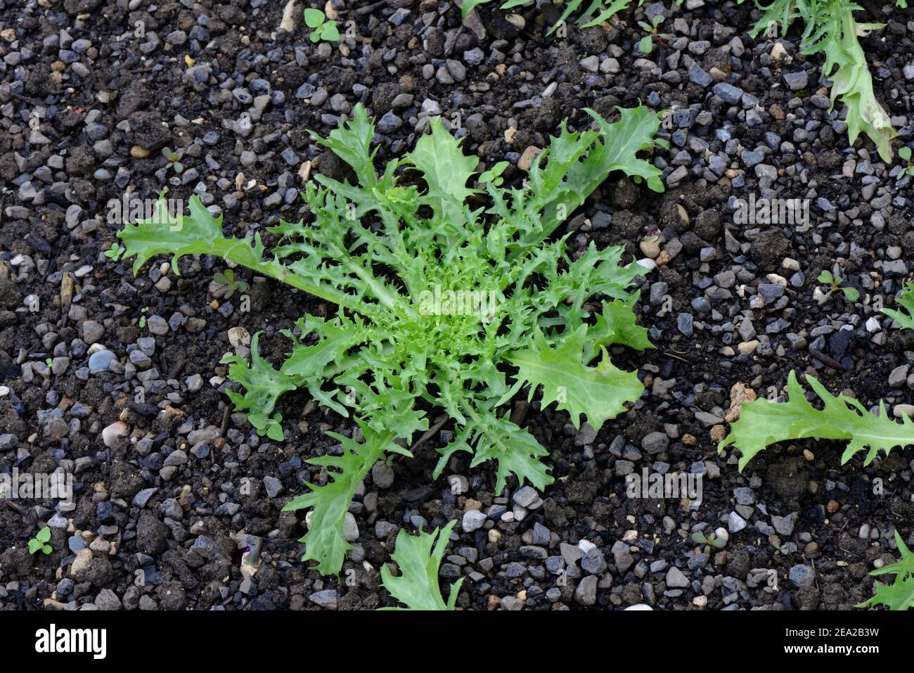 Endive cichorium endivia hi-res stock photography and images - Alamy