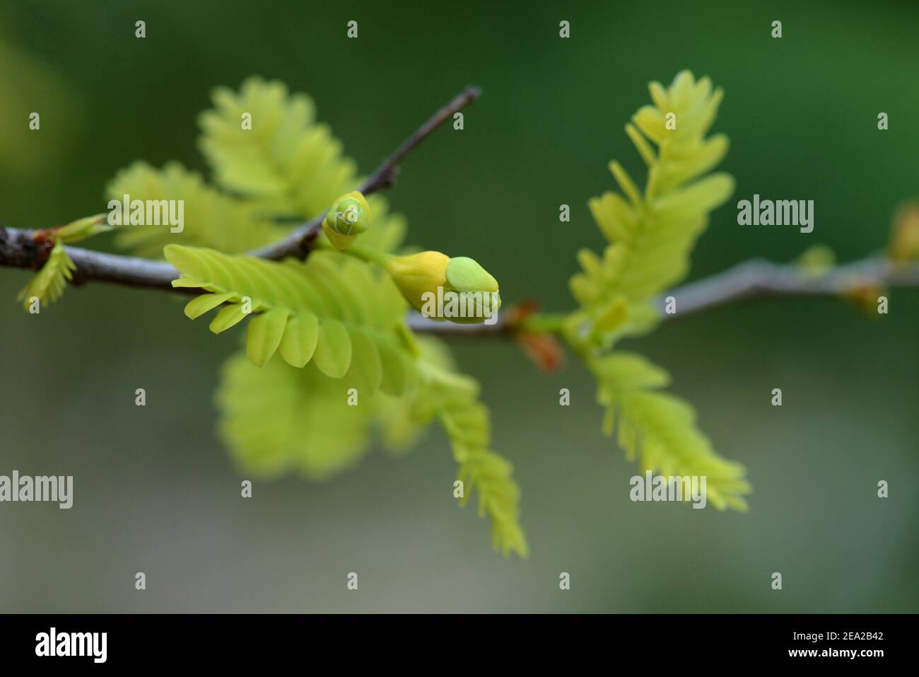 Tamarind (Tamarindus indica) leaf shoot with flower bud Stock Photo - Alamy