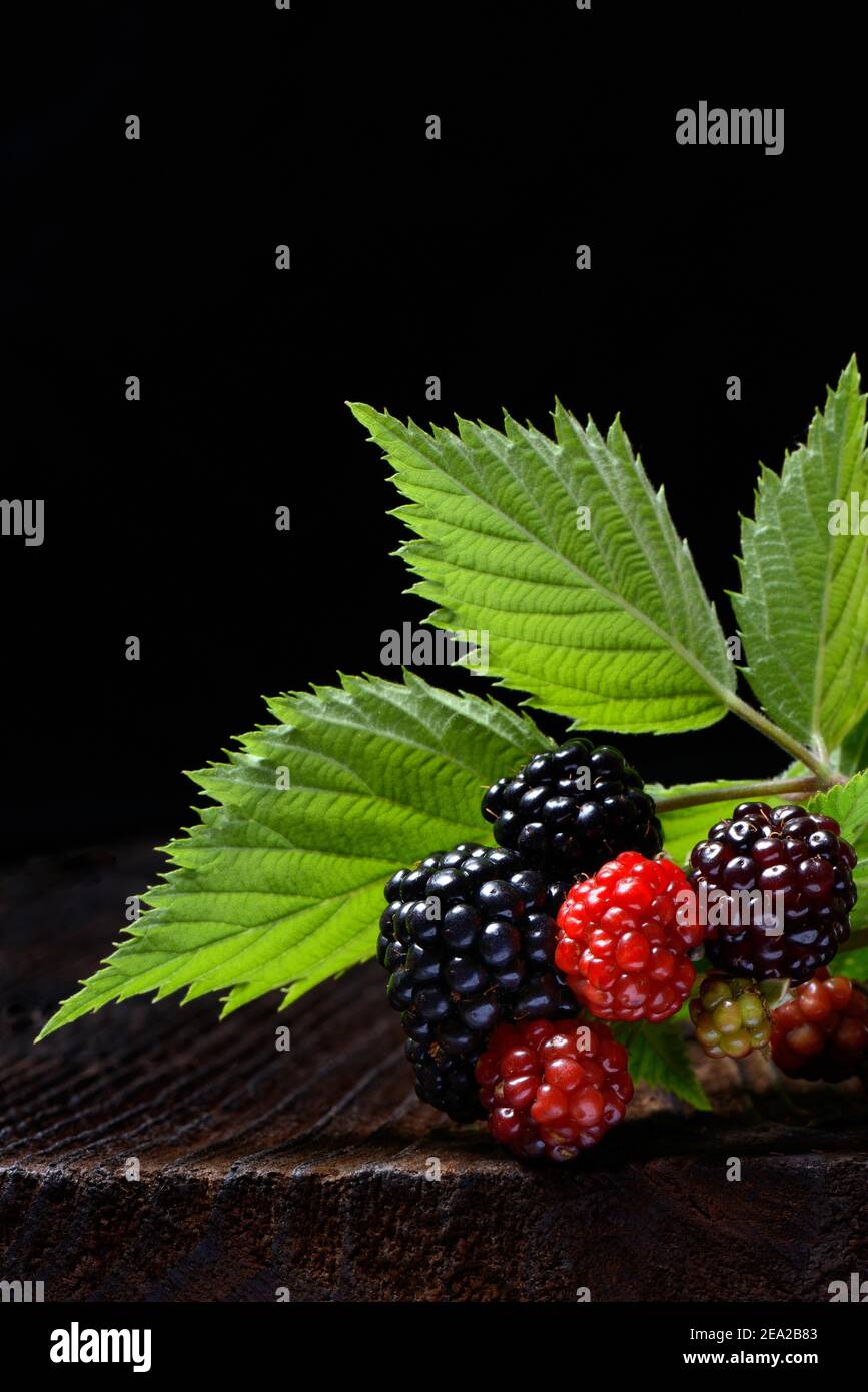 Leaf still hi-res stock photography and images - Alamy