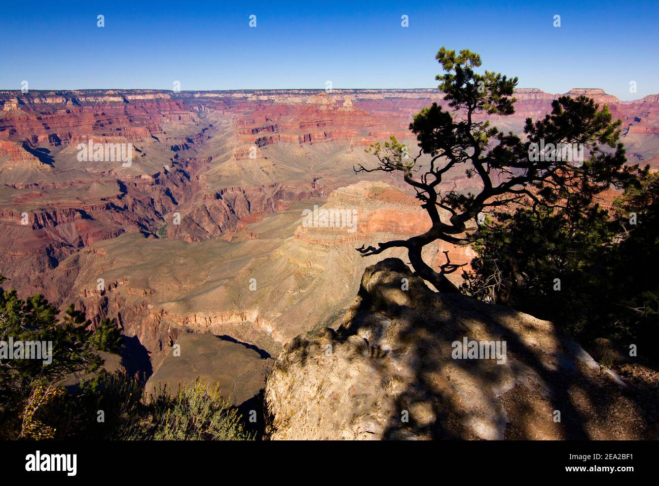 Juniper tree grand canyon hi-res stock photography and images - Alamy