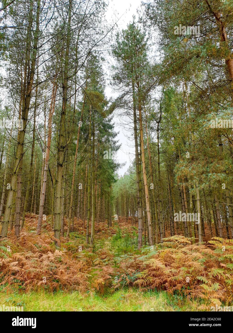 Tall evergreen trees, fern plants, Cannock Chase Forest in Autumn ...