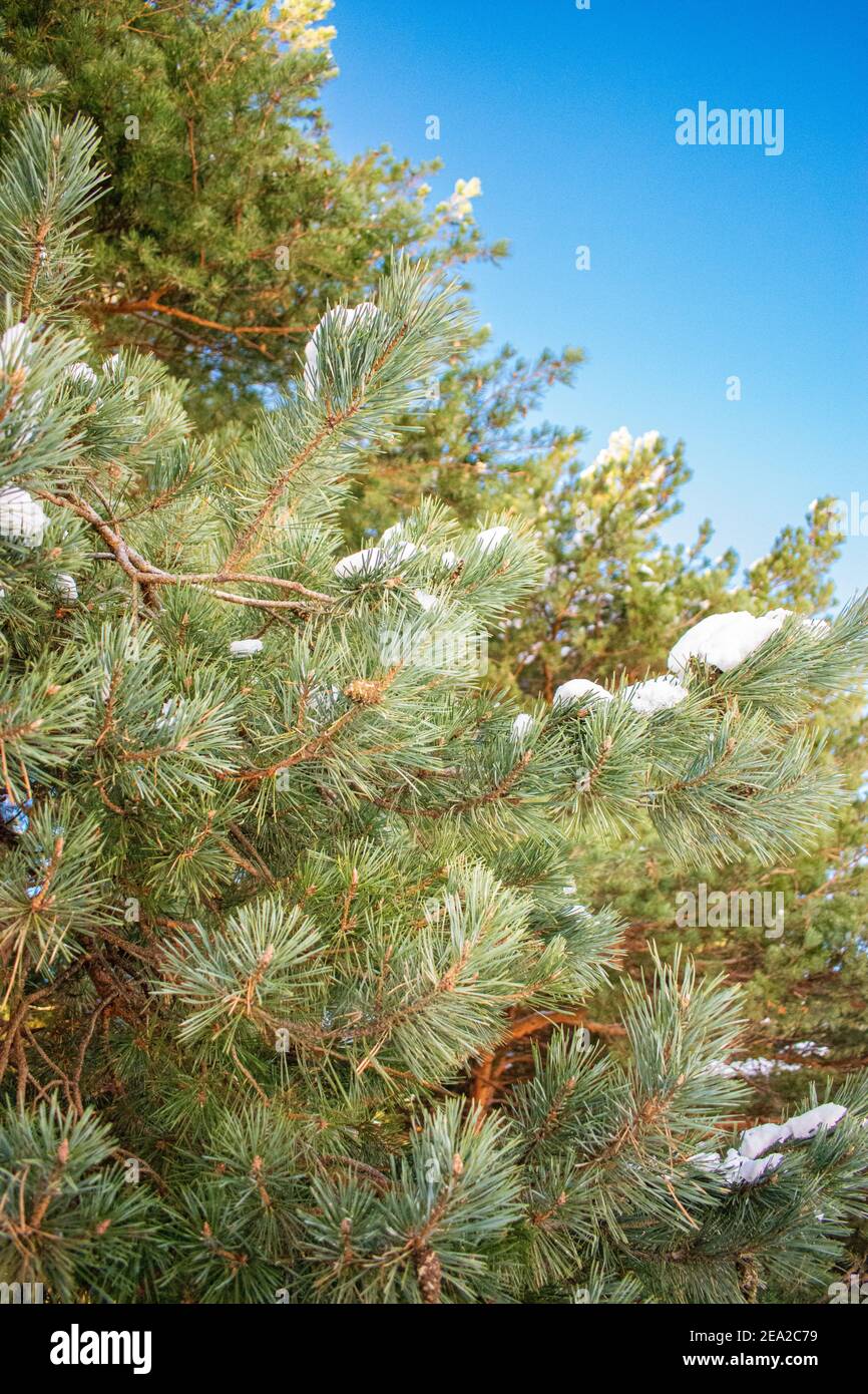 A beautiful scenery of a winter landscape with evergreen trees Stock ...