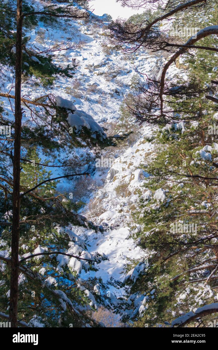 A beautiful scenery of a winter landscape with evergreen trees Stock ...