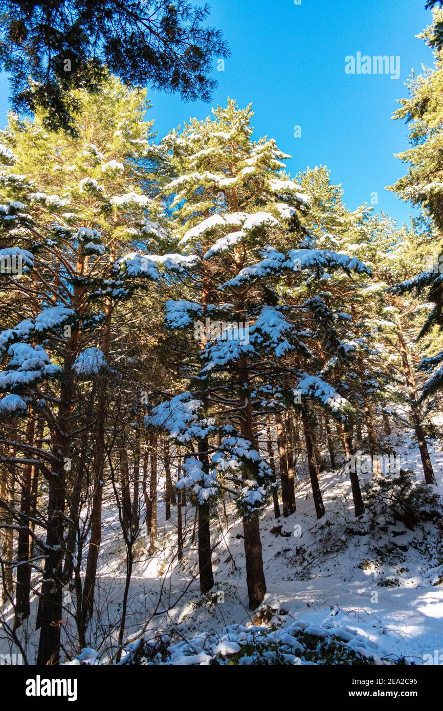 A beautiful scenery of a winter landscape with evergreen trees Stock ...