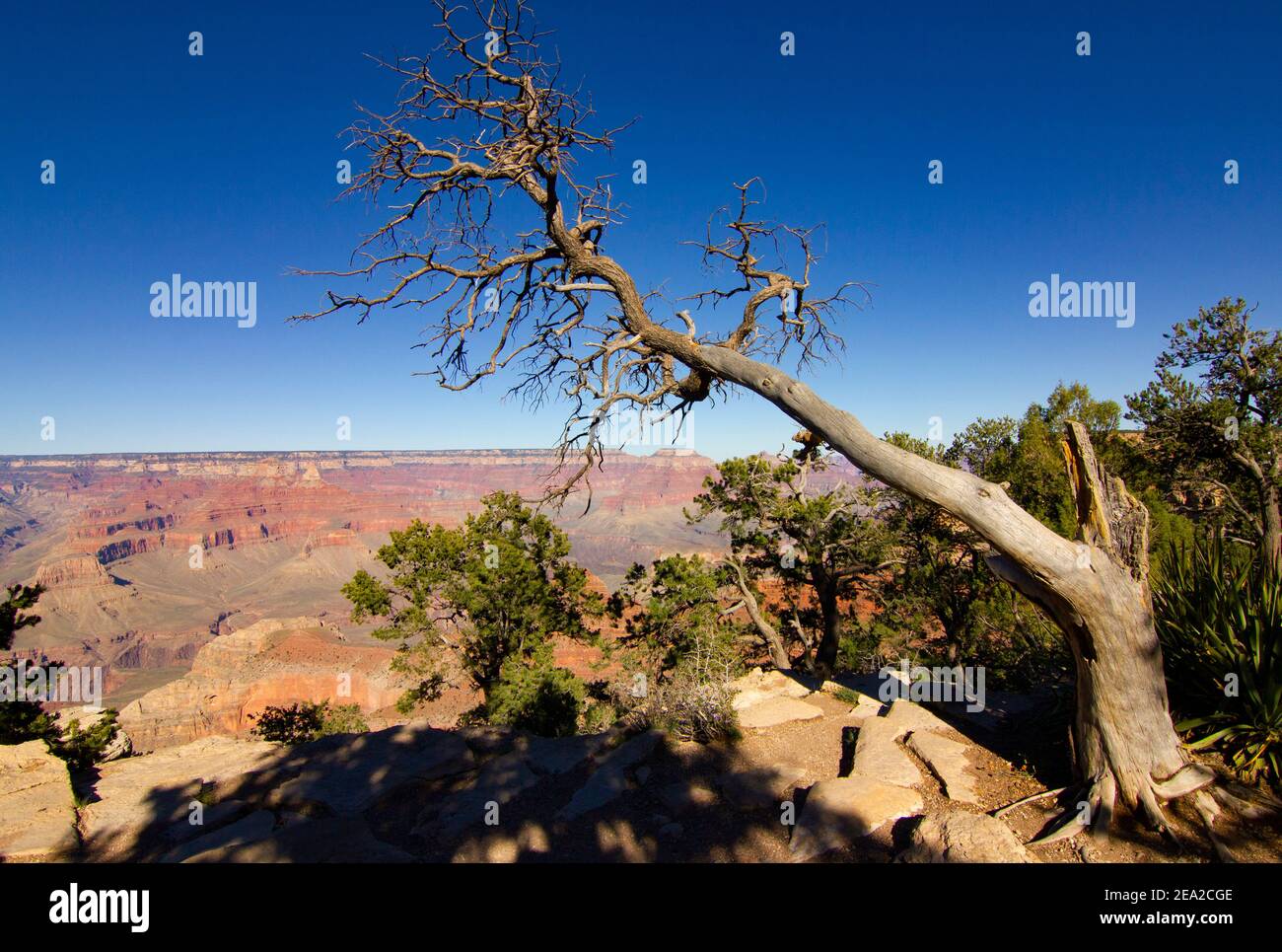 Tree in Grand Canyon national park, USA Stock Photo - Alamy