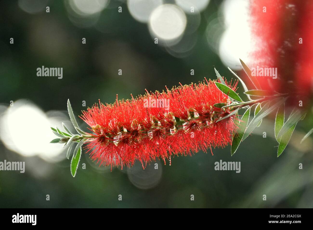 Beautiful fluffy red clusters of Bottlebrush Callistemon flower Stock ...