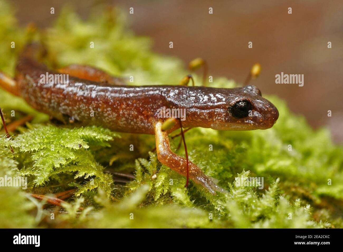 Ensatina salamanders hi-res stock photography and images - Alamy