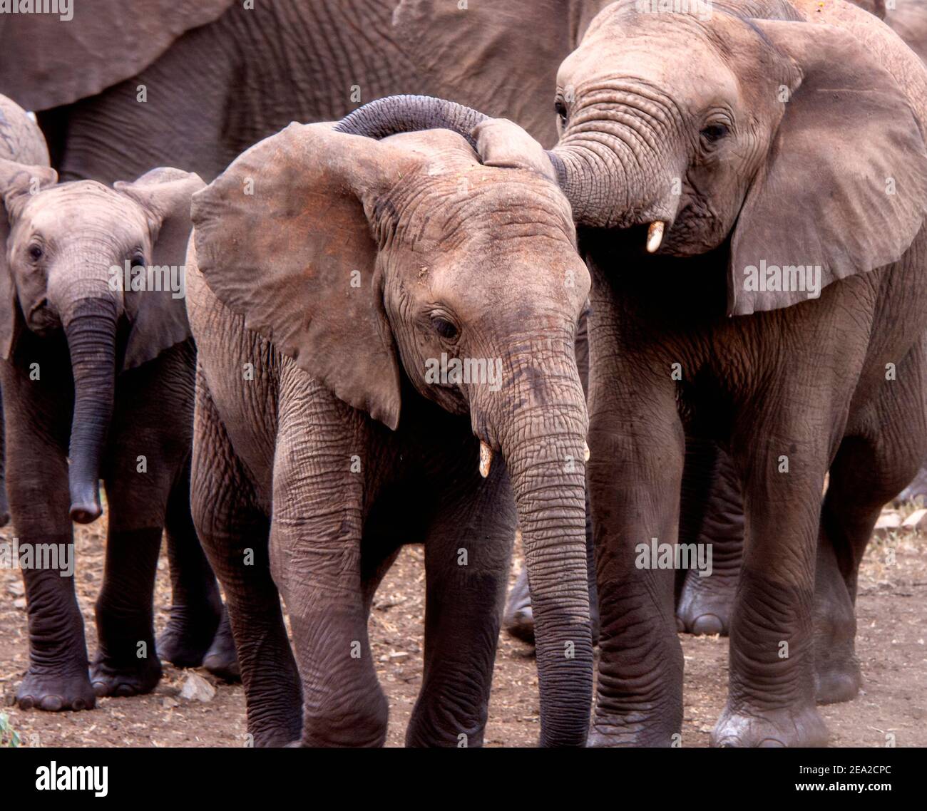 Move their ears hi-res stock photography and images - Alamy