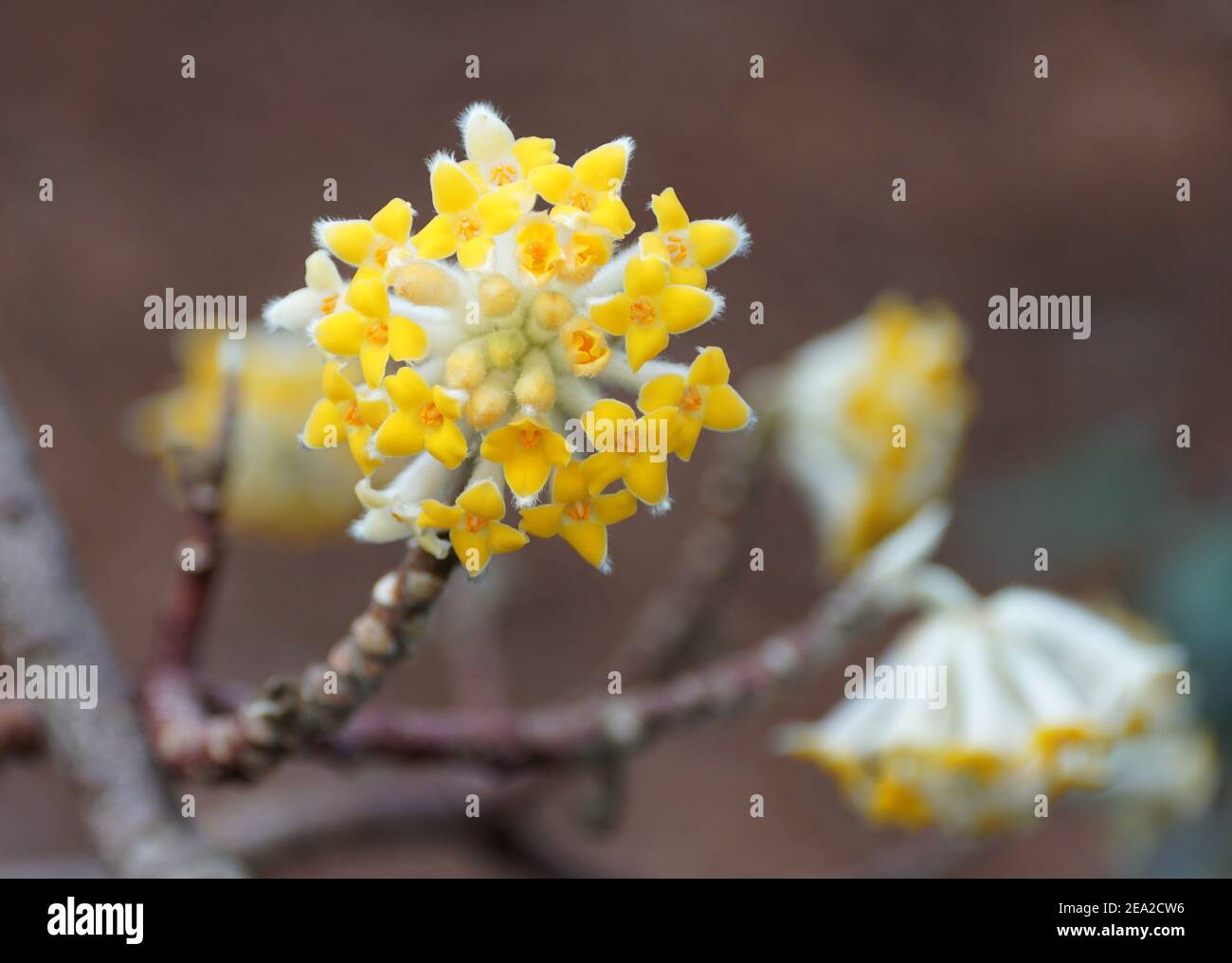 Paper bush flowers hi-res stock photography and images - Alamy