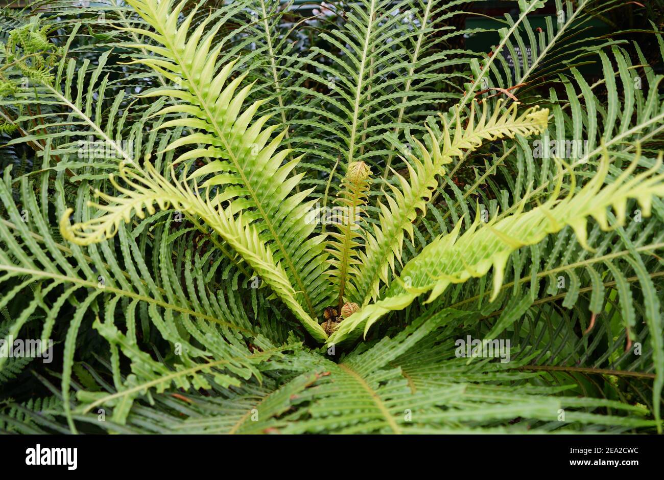 The green leaves of Brazilian Blechnum fern plant Stock Photo - Alamy