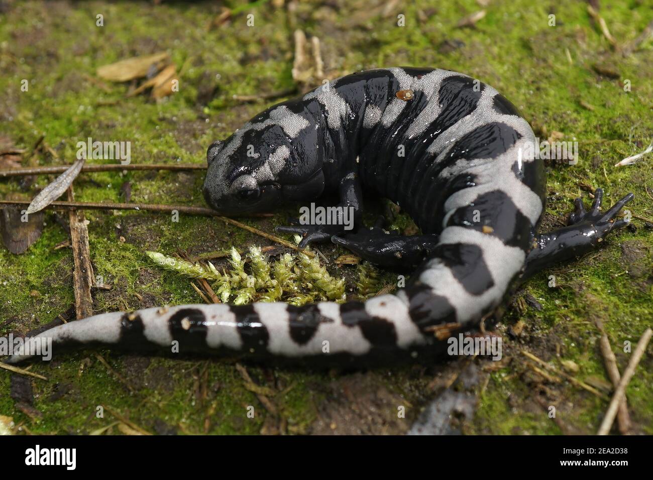 Marbled Salamander Habitat
