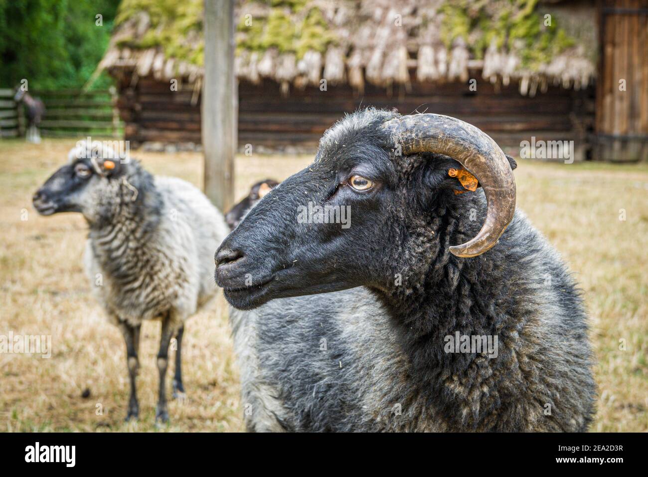 A shallow focus of ram sheep outdoors Stock Photo - Alamy