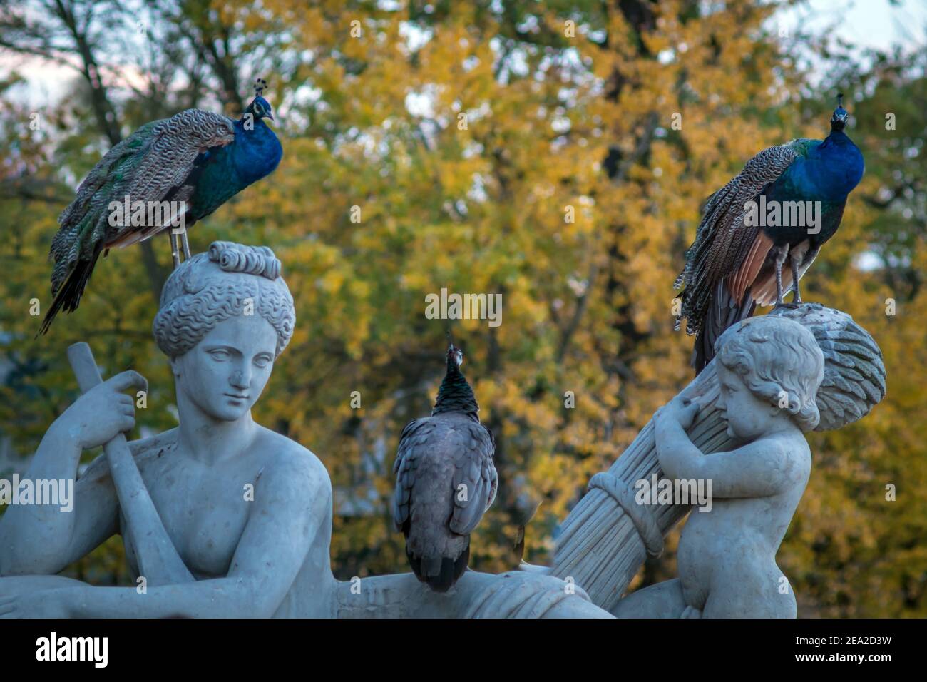 A flock of peacocks perched on statues in a pa Stock Photo - Alamy