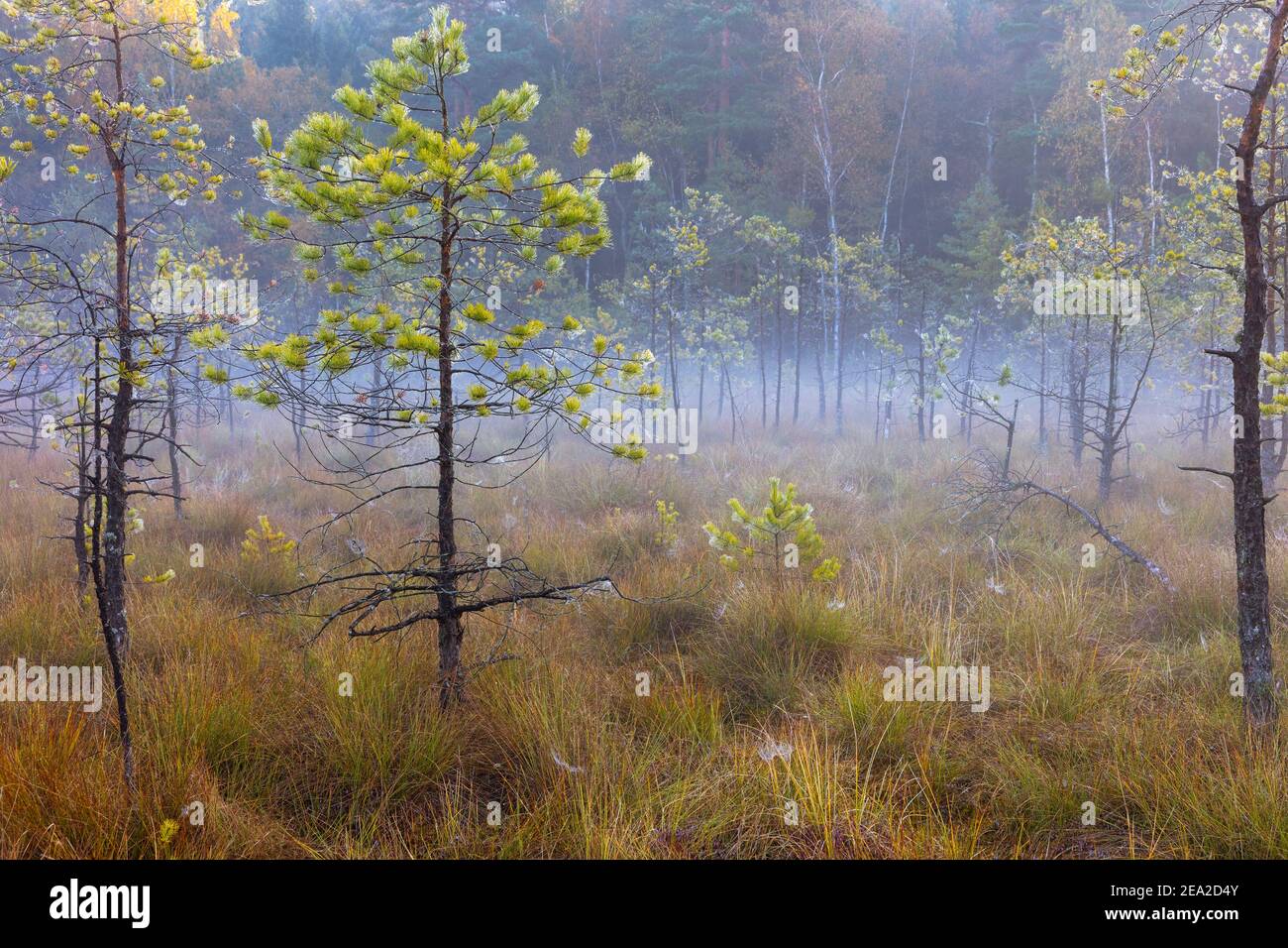Piska hi-res stock photography and images - Alamy