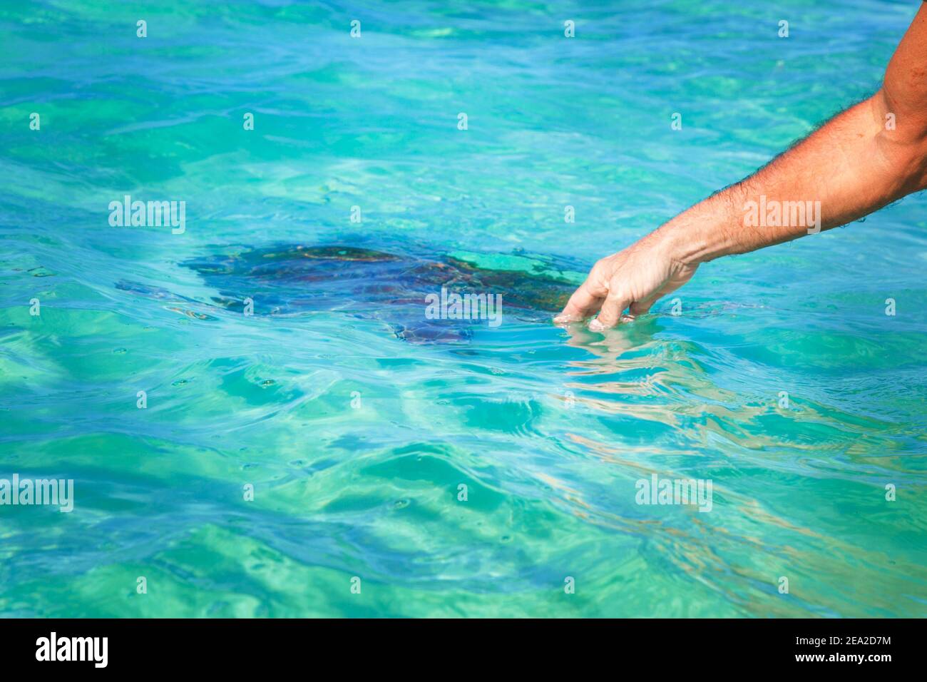 A man's hand touches a sea turtle in the ocean. Concept danger of ...